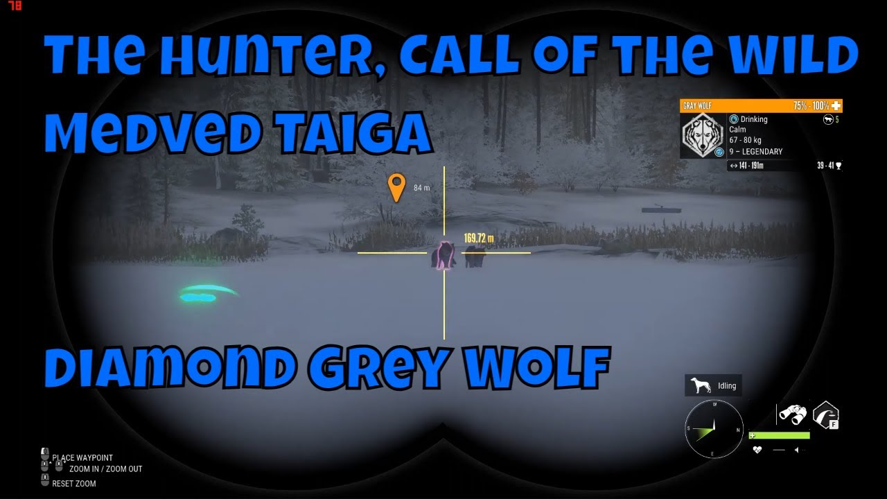The Hunter's Wild Call: Medved Taiga and the Diamond Gray Wolf. - YouTube