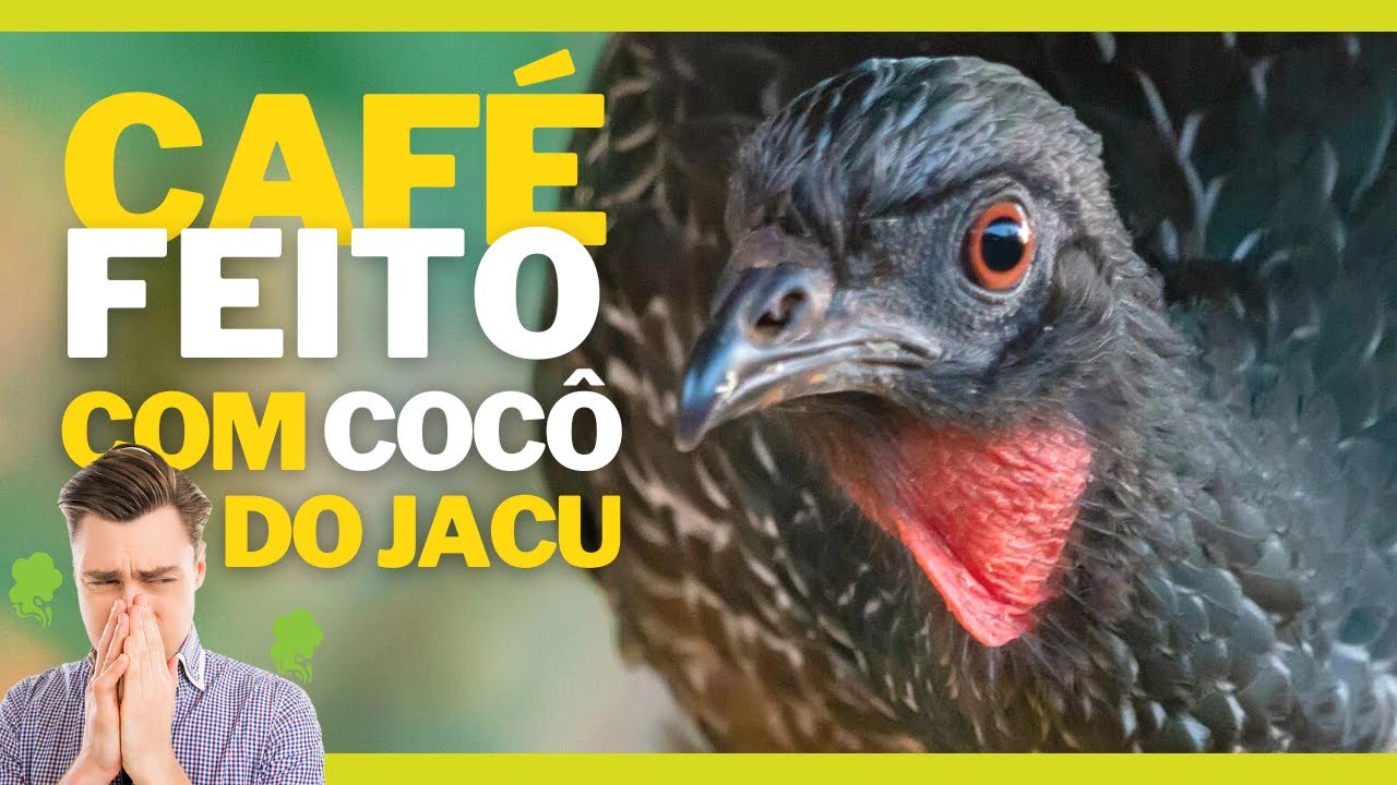 Grãos do Cocô de Ave São Usados Para Fazer Café! SERÁ QUE VOCÊ JÁ TOMOU? - YouTube