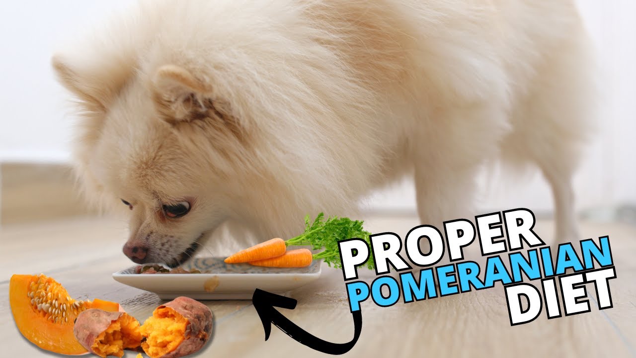 What is the Best Diet for a Pomeranian? - YouTube