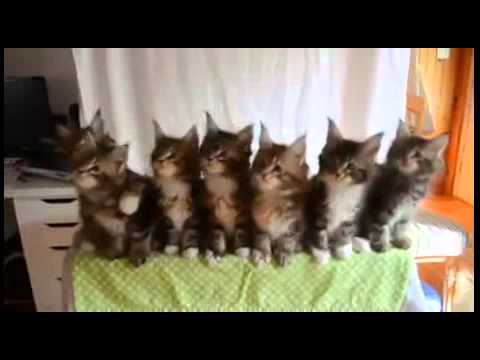 Gatos de vigu vigu