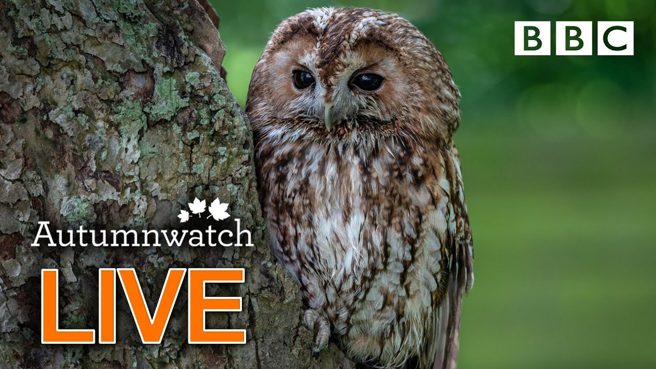 Cute wildlife cams UK 31 Oct 🦔🐾🐿 | BBC Autumnwatch - YouTube