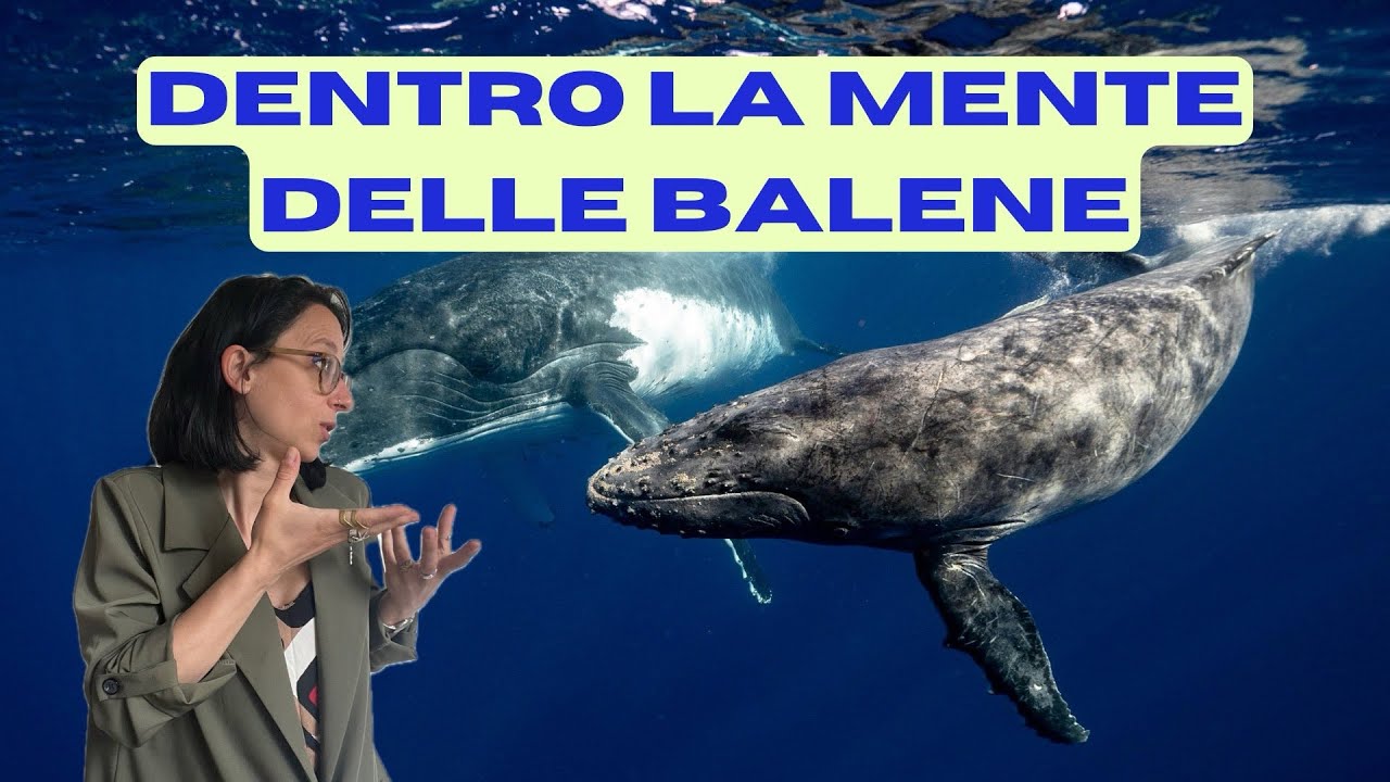 Dentro la mente delle balene | Il loro linguaggio segreto 🐋 - YouTube