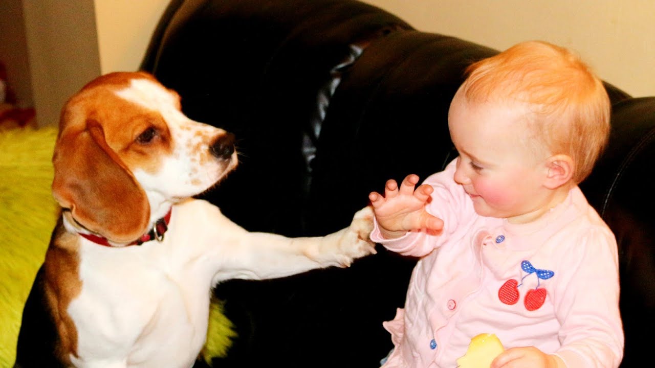 Beagle Dog Gives Baby Kisses for Good Morning - The Cutest Video You'll ...