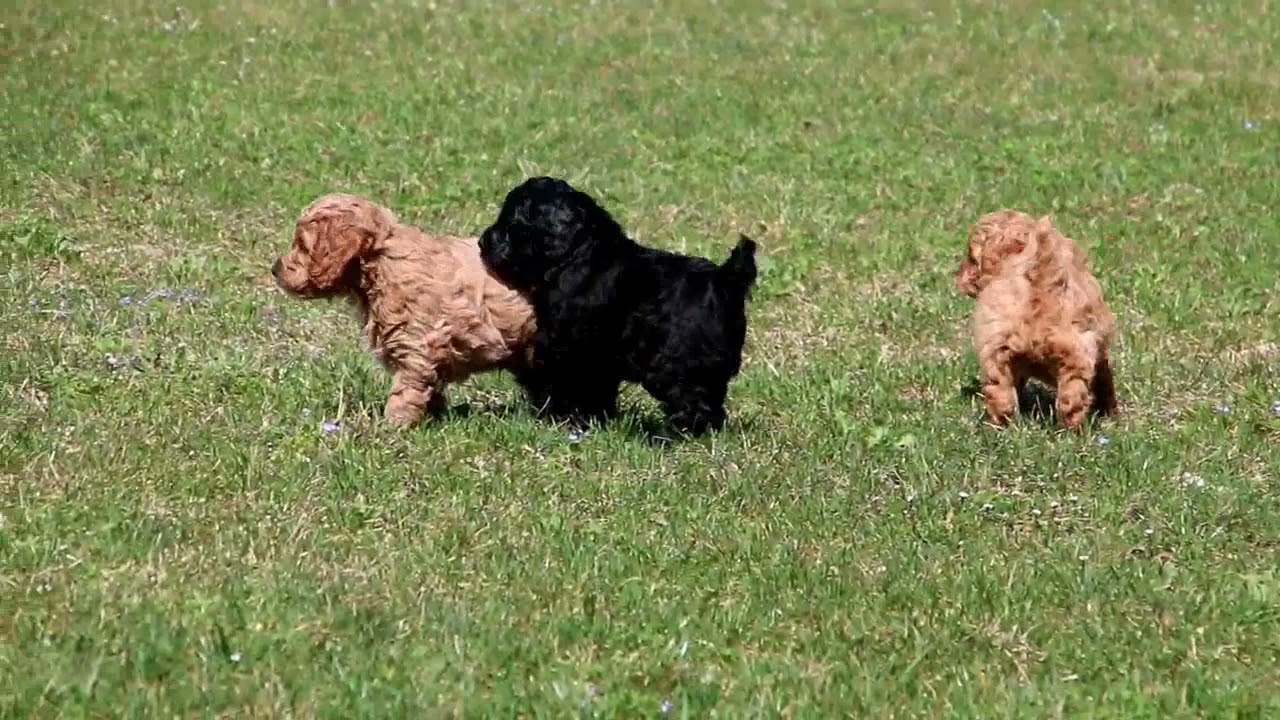 F1B Cockapoo Puppies For Sale Jonas & Emma Zook - YouTube