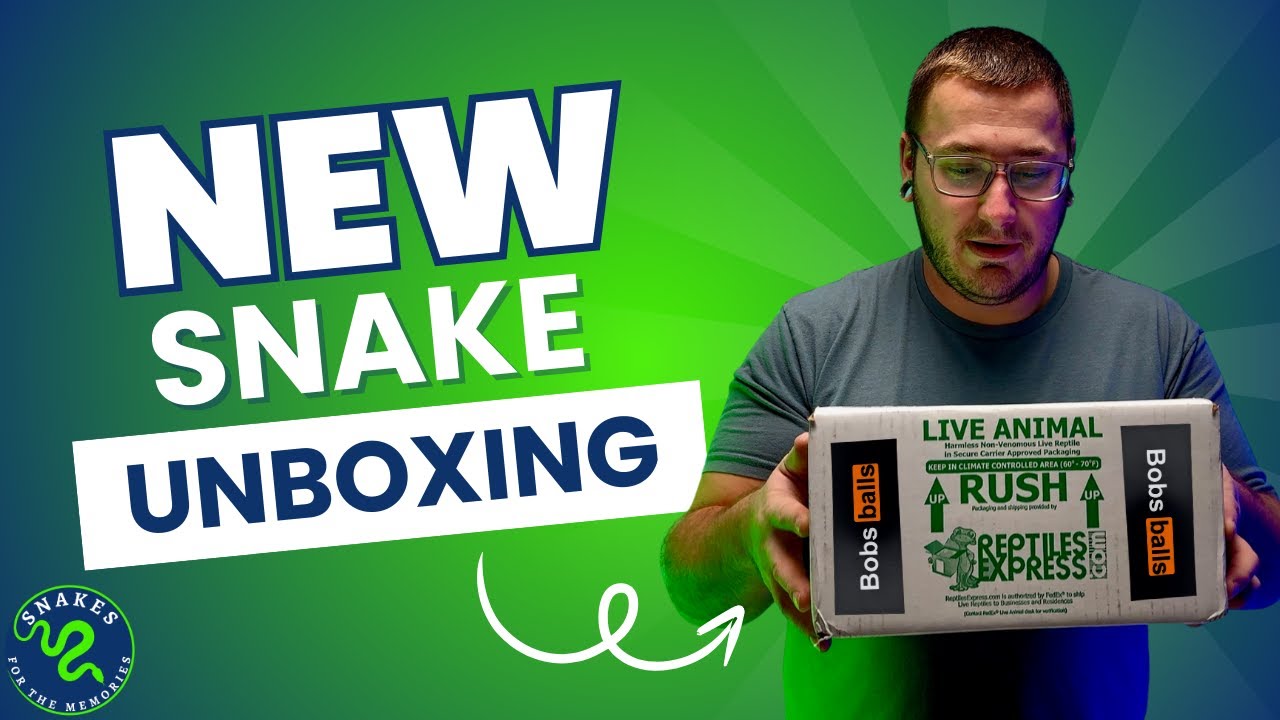 Bobs Balls Unboxing New Ball Python From Bob Vu - YouTube