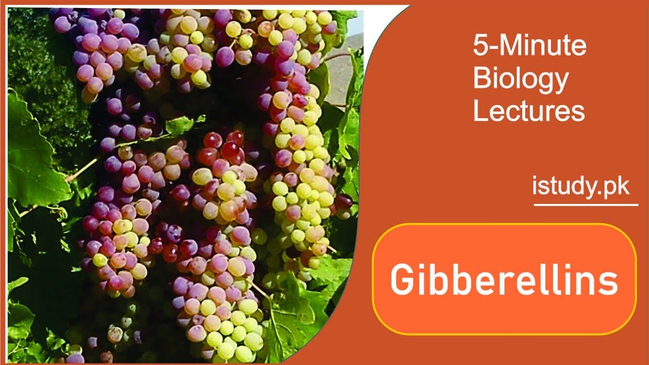 Gibberellins, Physiological roles and commercial applications - YouTube