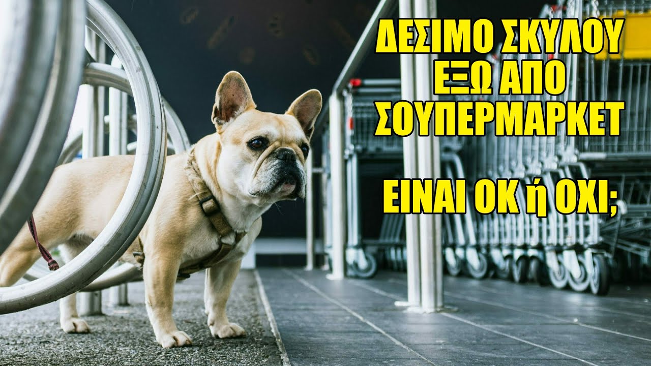 ΔΕΝΩ ΤΟΝ ΣΚΥΛΟ ΜΟΥ ΕΞΩ ΑΠΟ ΣΟΥΠΕΡ ΜΑΡΚΕΤ - ΕΙΝΑΙ ΟΚ; - YouTube