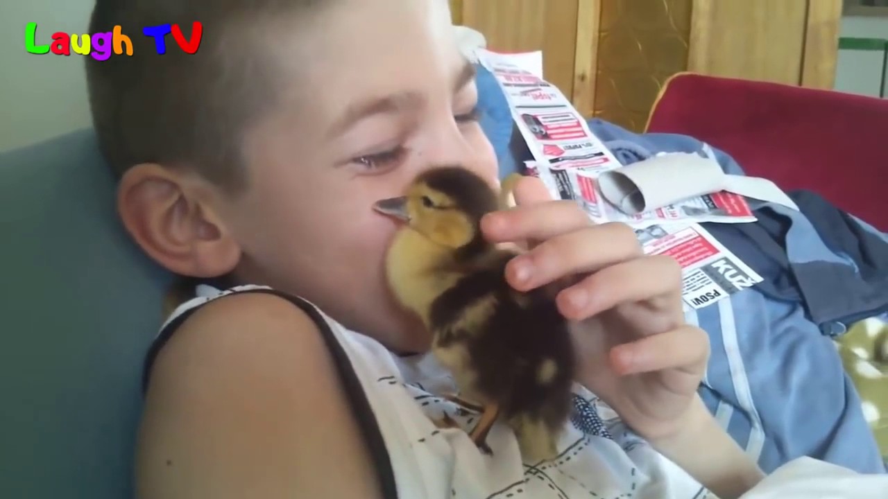 Cutest Duckling A Funny Ducks Videos Compilation 2017 - YouTube