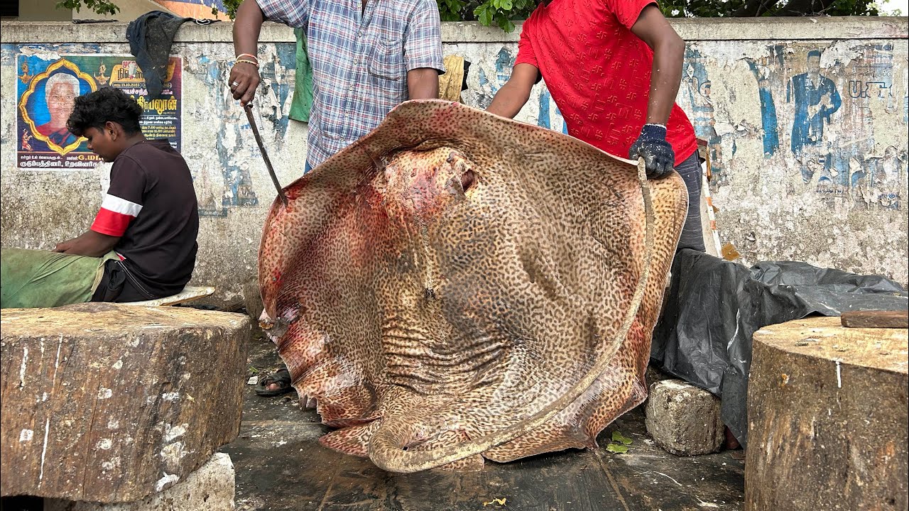 AMAZING RARE THIRUKKAI FISH KASIMEDU FISH MARKET #kasimedufihcutting ...