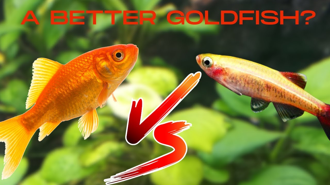 Ultimate Showdown: Goldfish vs White Cloud Mountain Minnow - YouTube