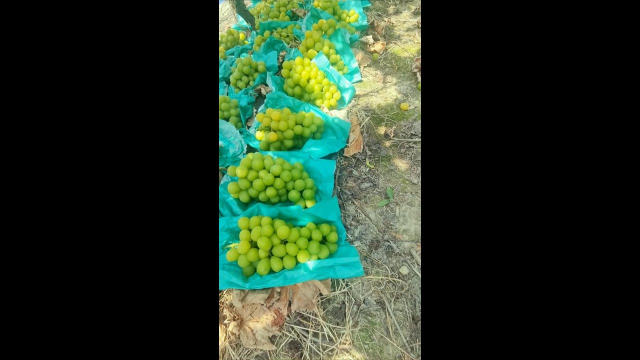 Sunshine rose grapes are ripe, crisp and sweet， rich in fragrance. 陽光玫瑰 ...