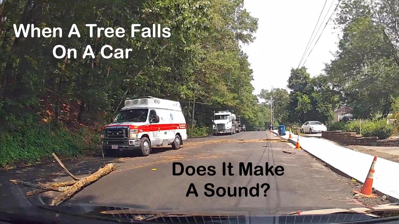 When A Tree Falls On A Car - YouTube