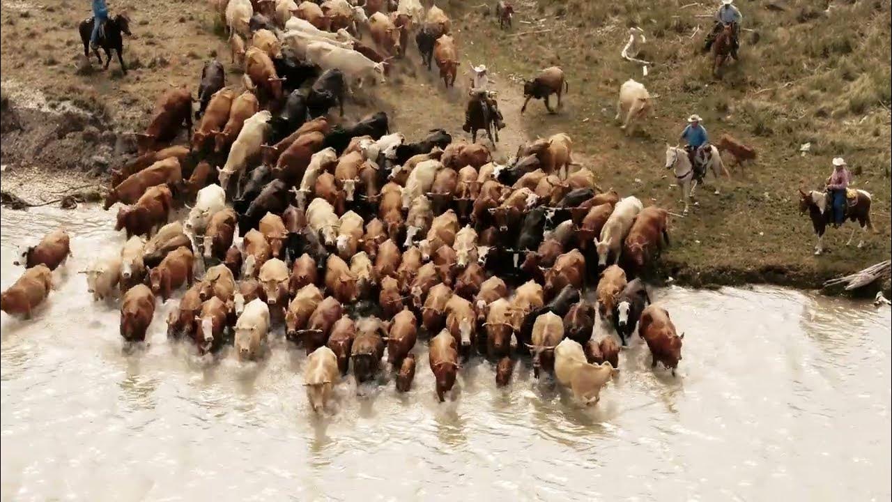 Texas Cattle Drive - YouTube