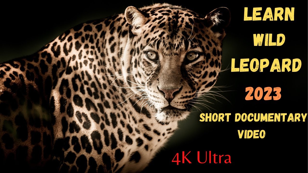 Leopard Documentary new video(2023)-Learn about leopard | 4k wild ...