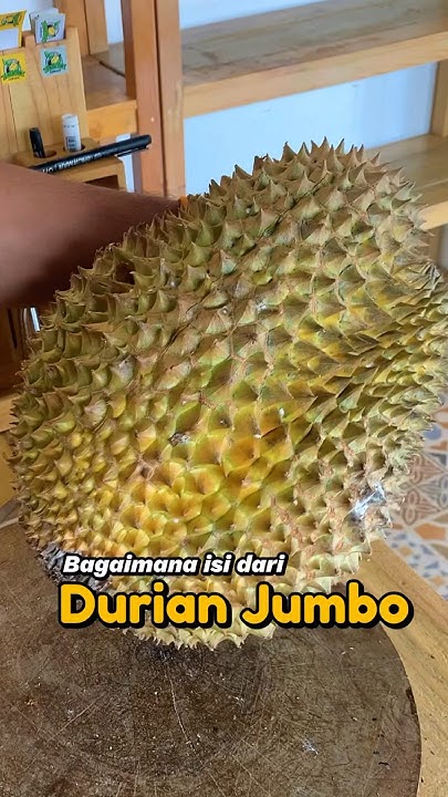 Durian jumbo isinya gini😮 #durian #collectordurian #durianlover #duriansultan #fruit # ...