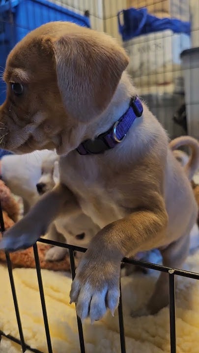 7 week old puggle - YouTube