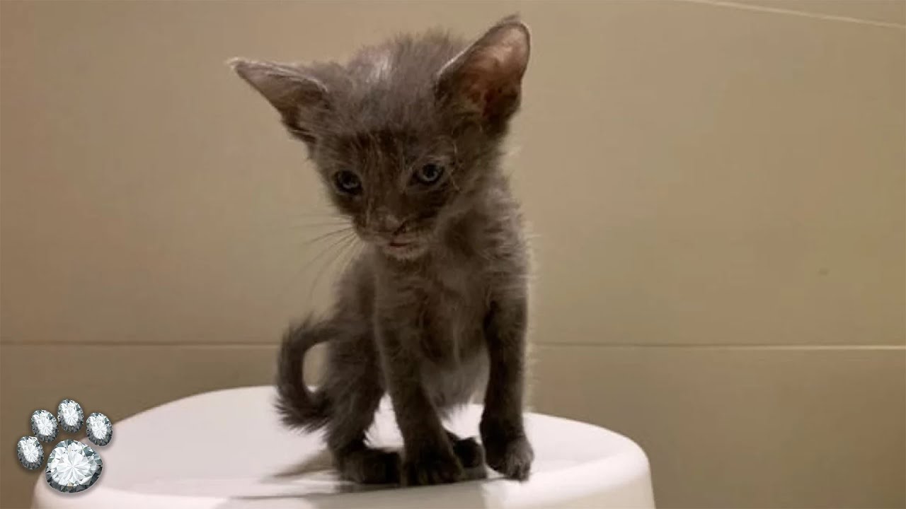 In Secret from His Parents, a Child Brought Home An Ugly Kitten, but ...