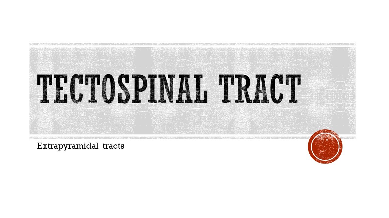 Tectospinal Tract - YouTube