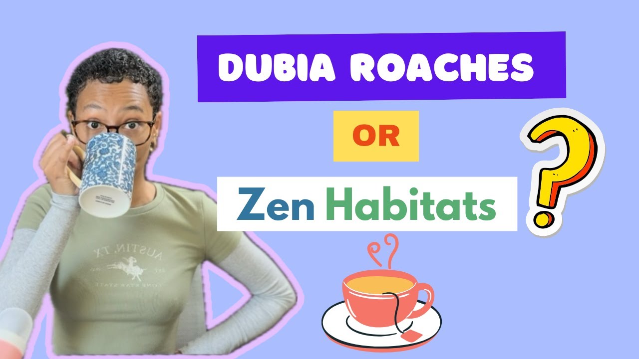 DUBIA ROACHES VS ZEN HABITATS 4x2x4 ENCLOSURES | WHICH IS BEST? - YouTube