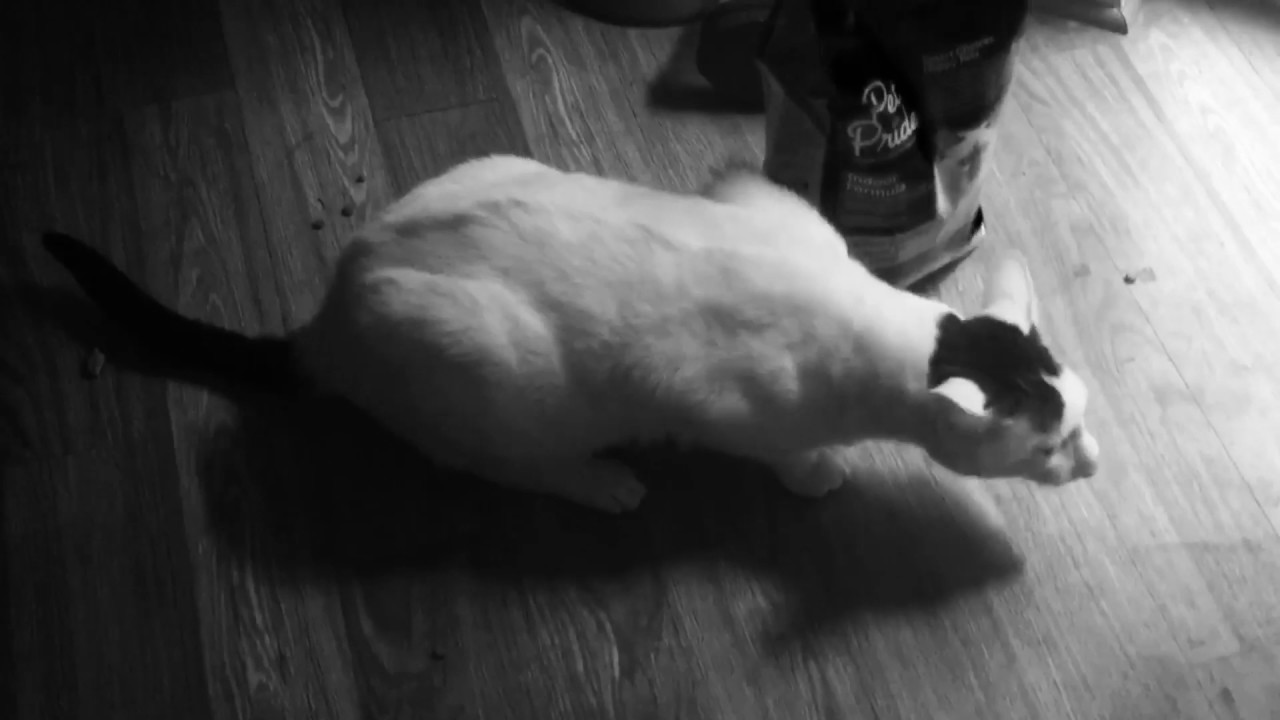 Twerk Cat Youtube