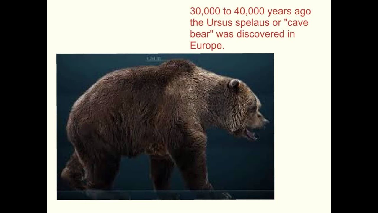 Bear Evolution YouTube bear-evolution-youtube