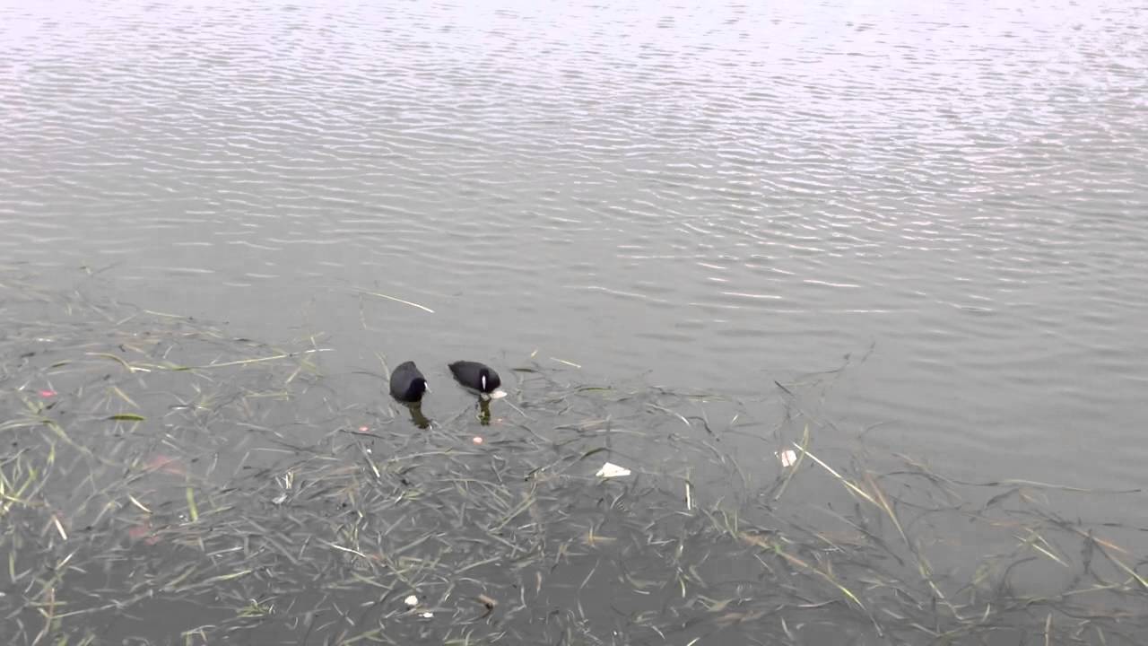 Ducks + ping pong ball - YouTube