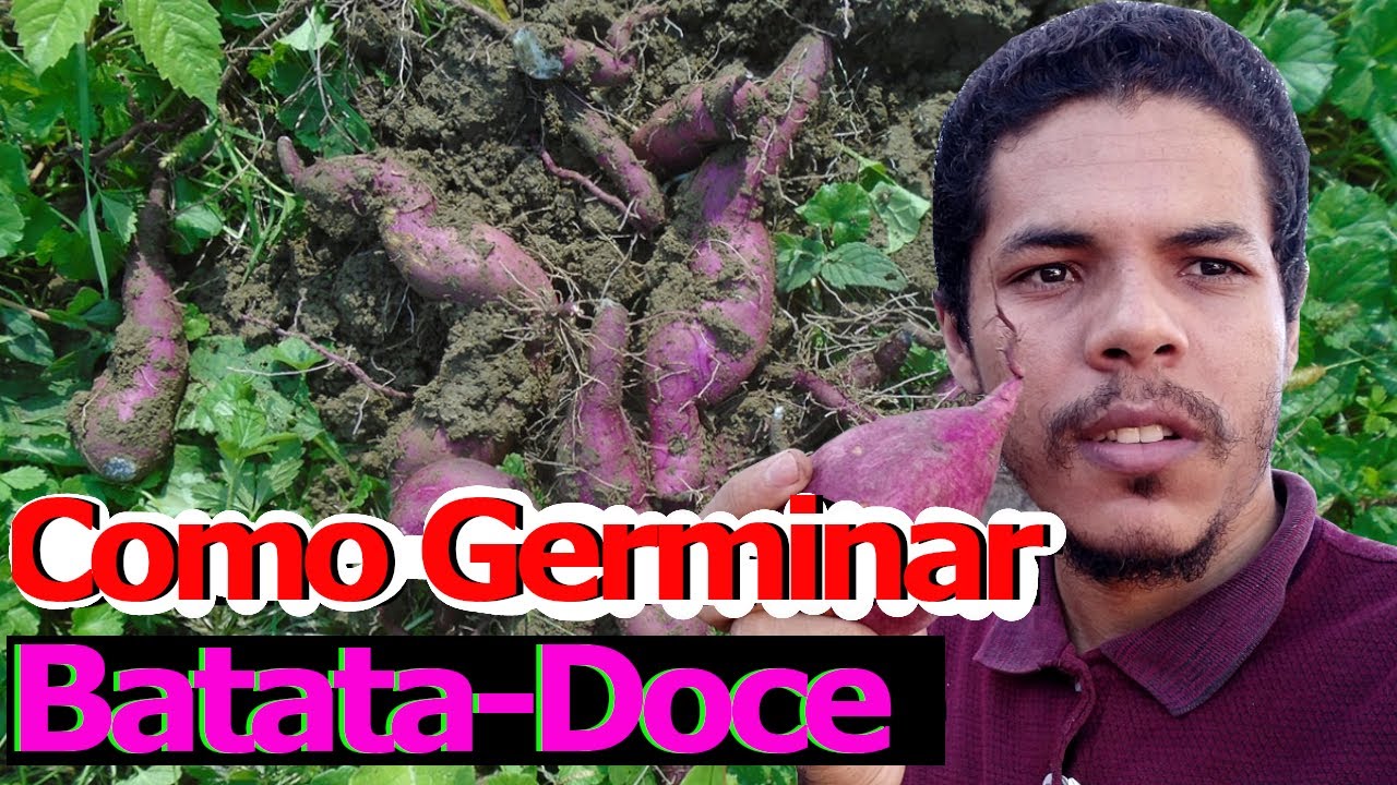 COMO PLANTAR BATATA-DOCE | Como Germinar Batata-Doce Rapidamente - YouTube