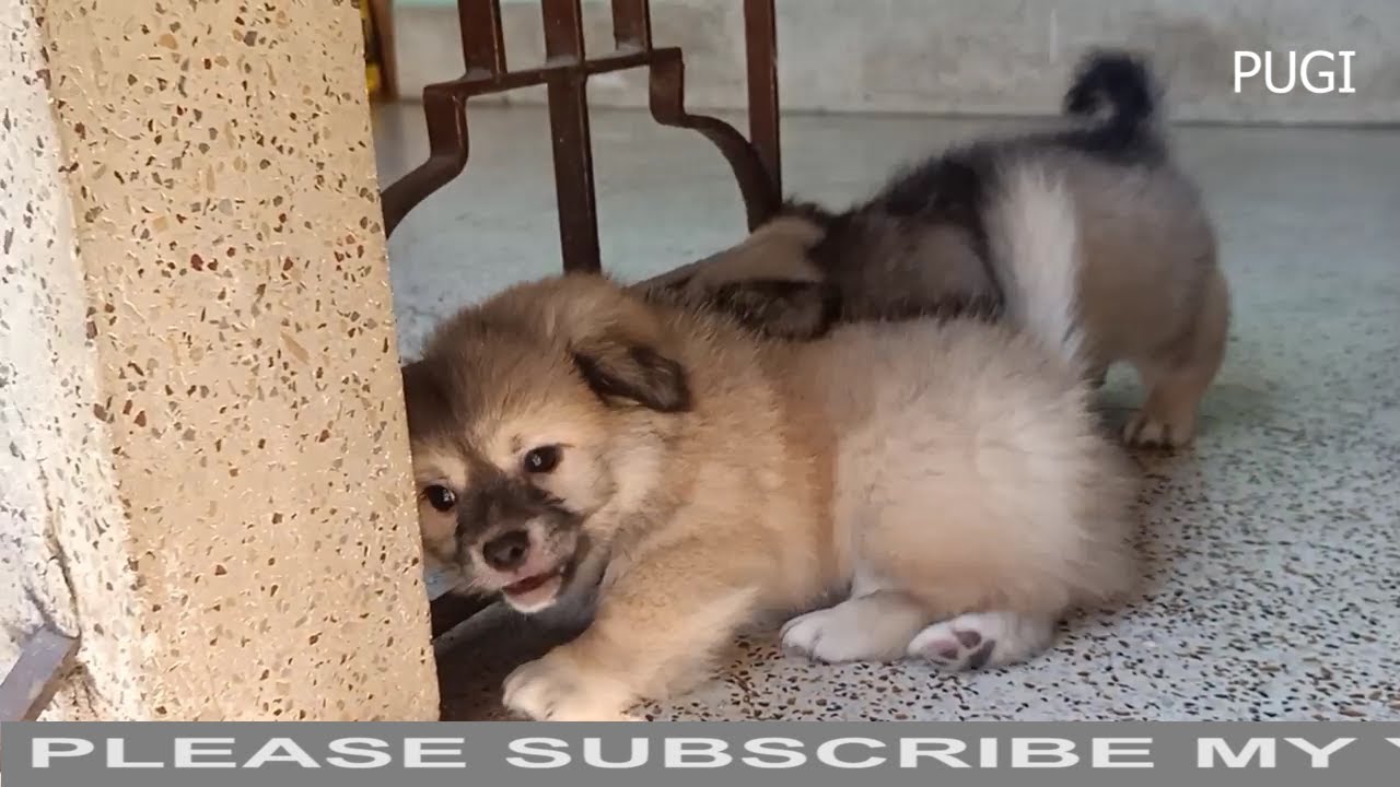 PUGI'S BABY FUNNY VIDEO || dog funny video #dogvideo - YouTube