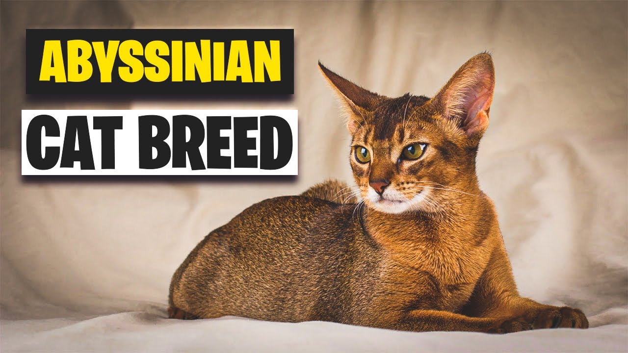 The Abyssinian Cat Breed Personality | Everything You Need to Know ...