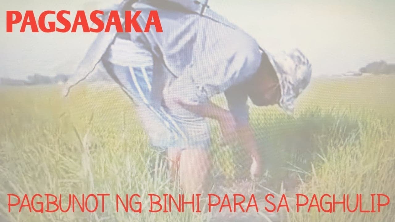 pagsasaka, pagbunot ng palay para ihulip💙💛 - YouTube