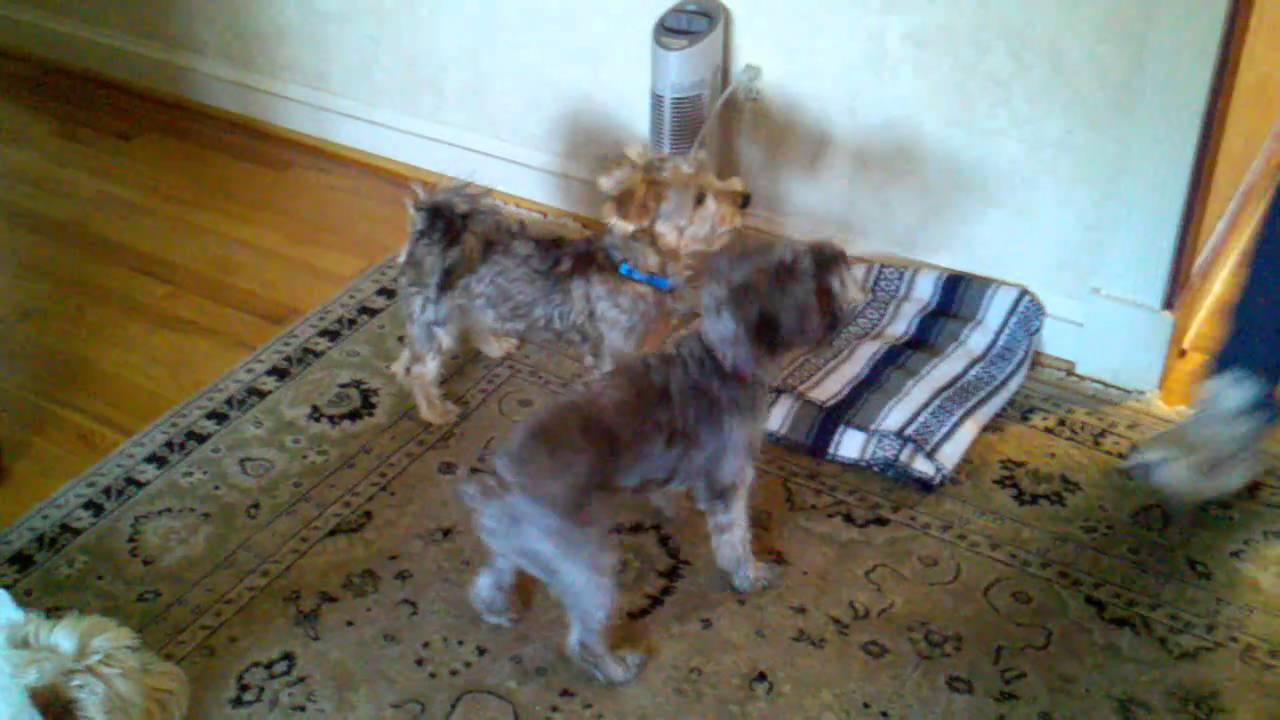 Dog Meet And Greet 1 11 21 2010 YouTube dog-meet-and-greet-1-11-21-2010-youtube