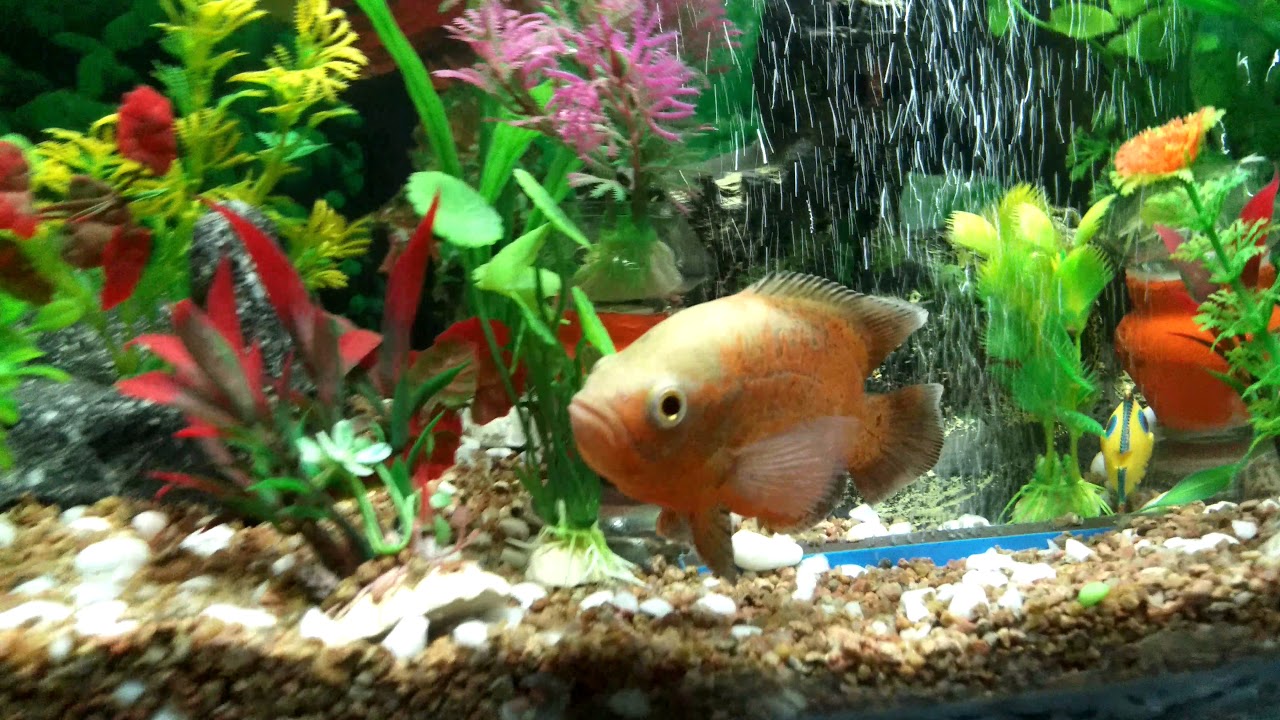 Fish tank - YouTube