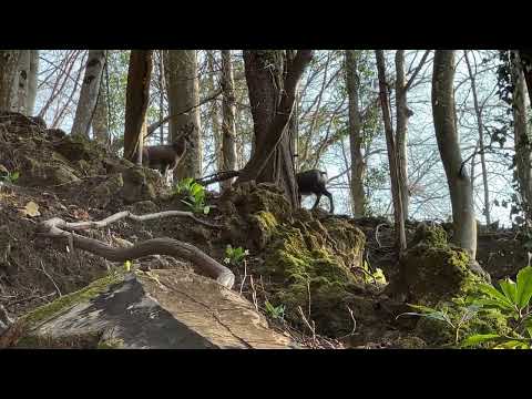 Camosci - Strada degli Alpini (Monte Cimone) - 2025.04.03.