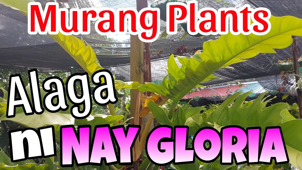 Gloria's Garden..Mura ang Plants !#plants #garden #houseplants #display ...
