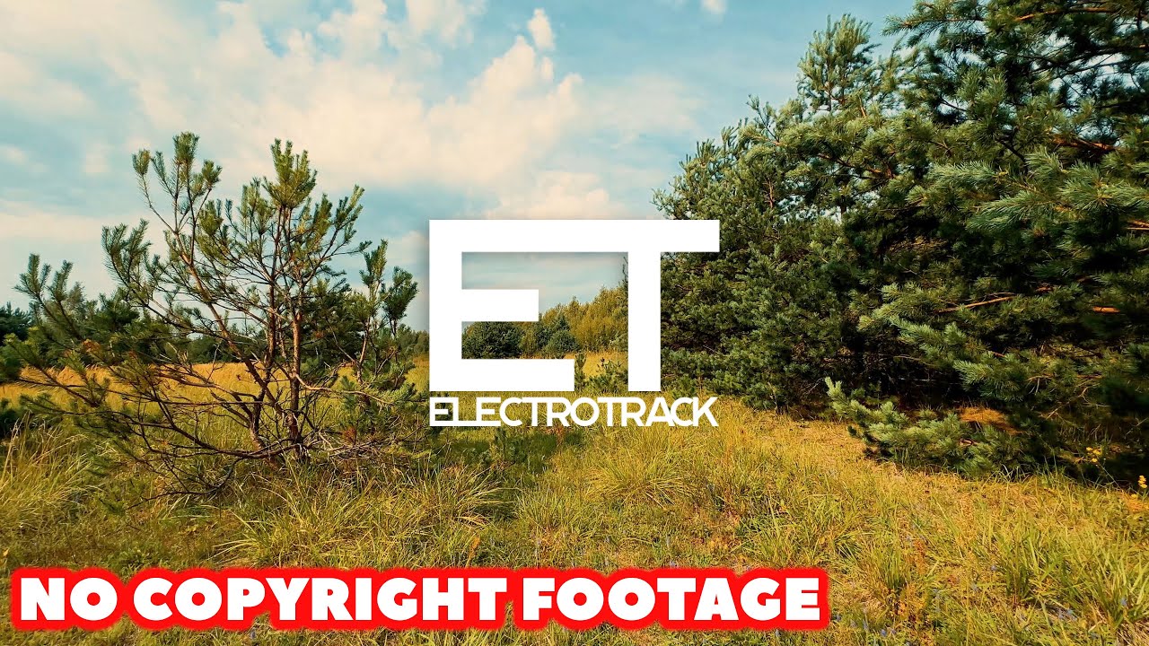 Walk Forest Field | No copyright Nature Landscape Background video ...