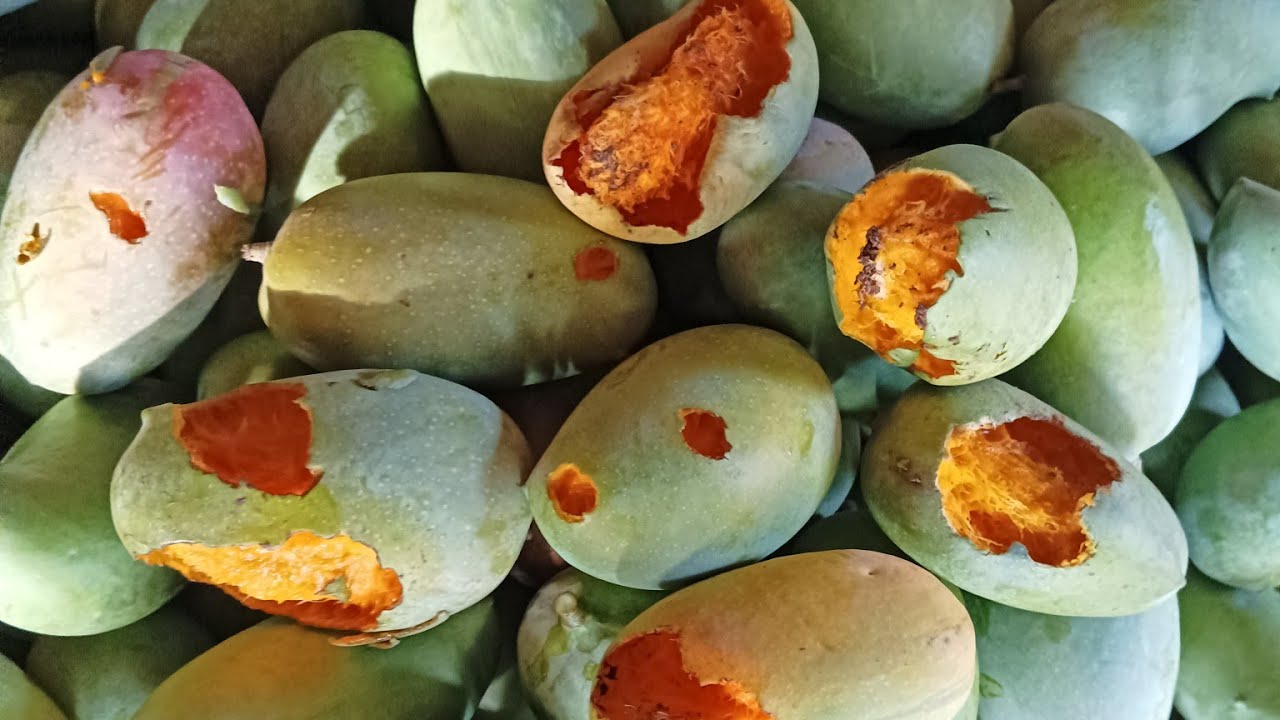 kanani mango🥭 farm Gujarat # (mango box packing) - YouTube