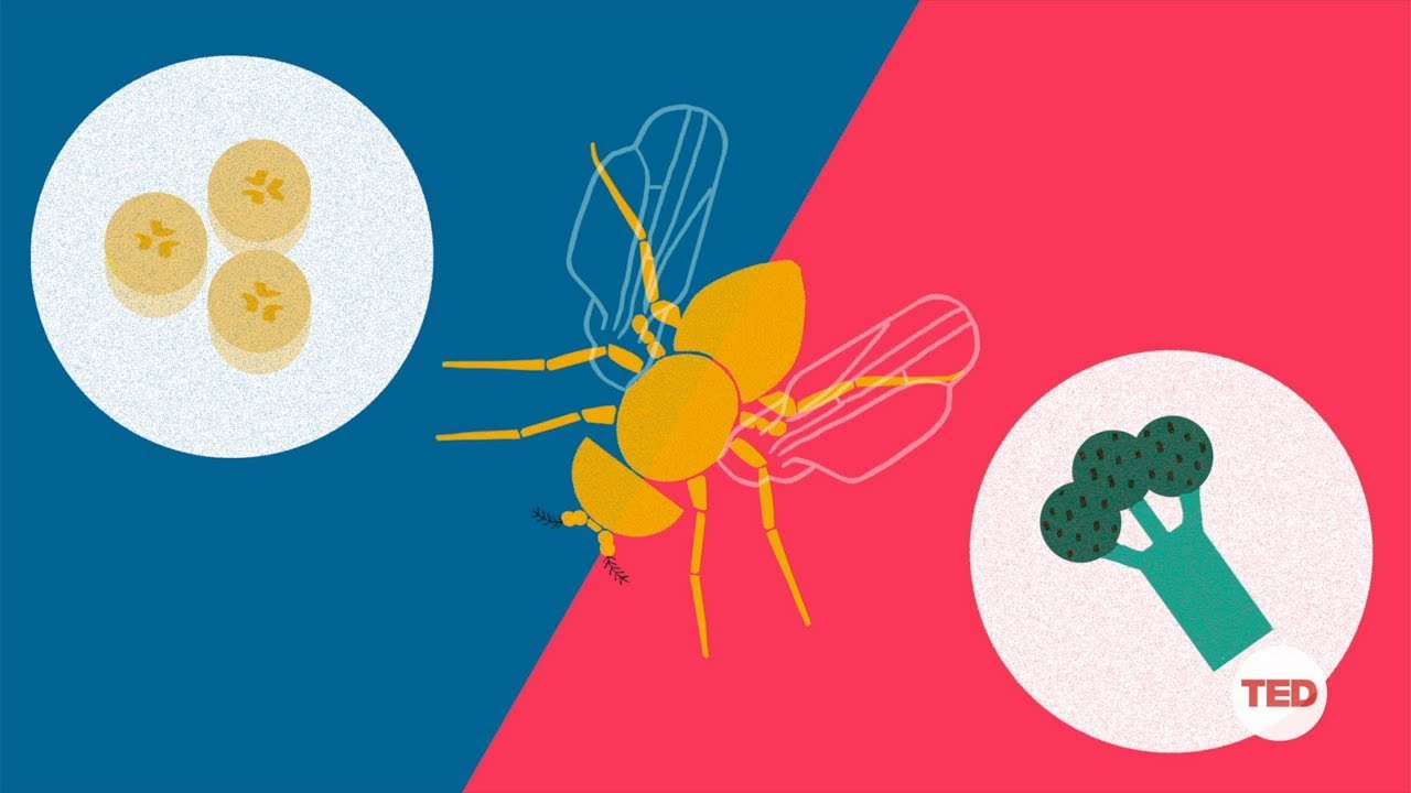 How you can make a fruit fly eat veggies | DIY Neuroscience, a TED ...