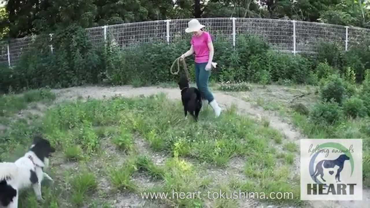 Tokushima Heart introduction - YouTube