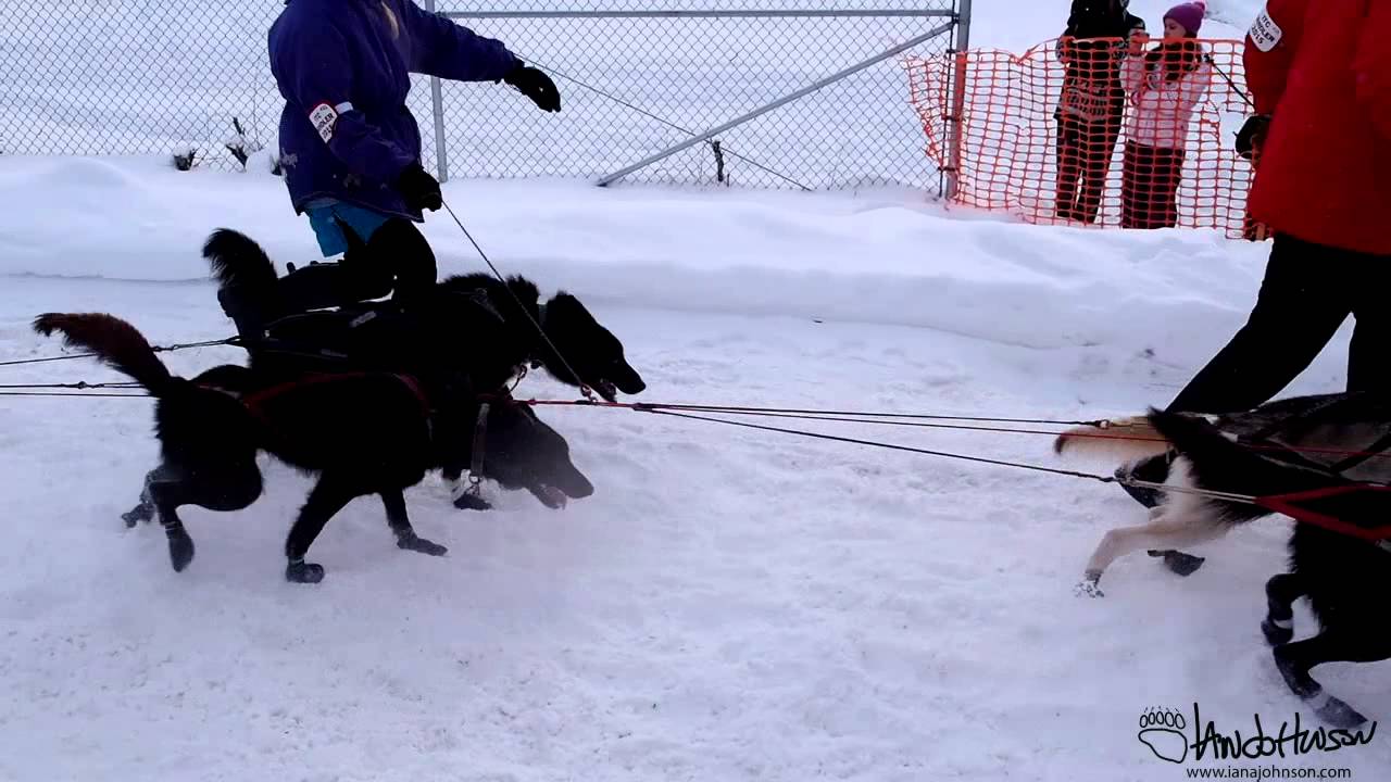Iditarod Start Fairbanks, Alaska - YouTube