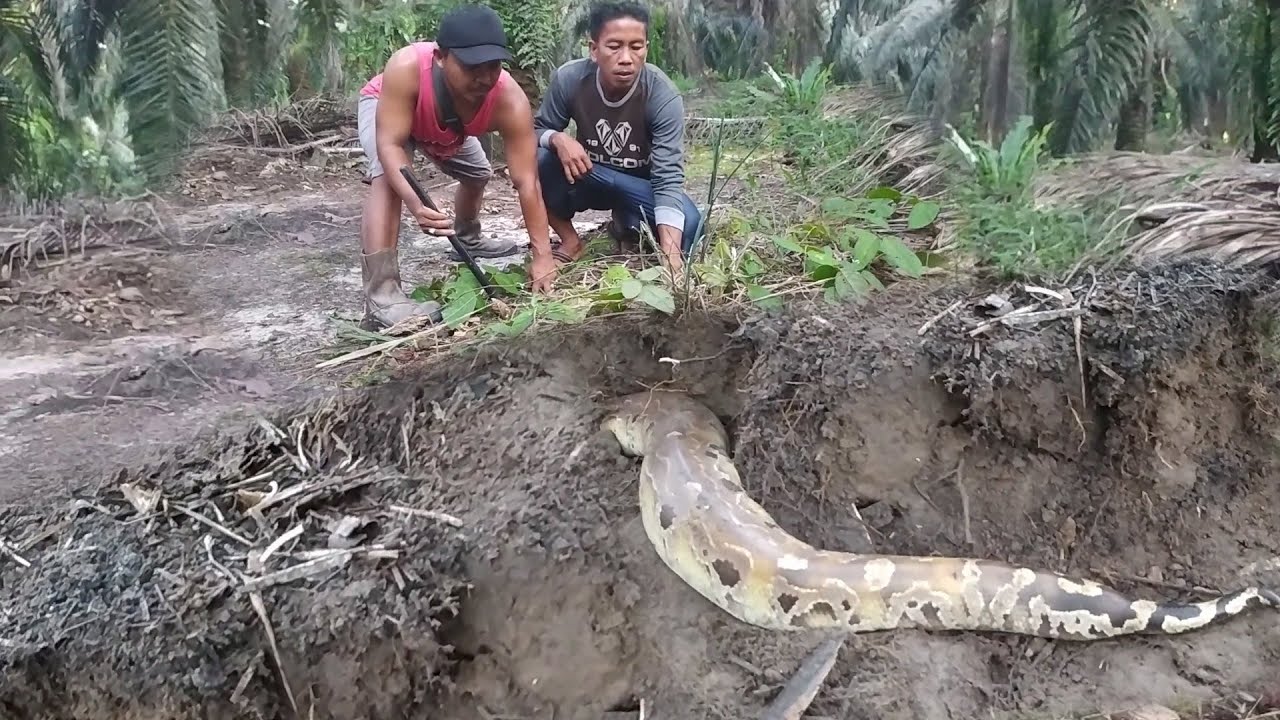 EXPEDISI DUA PAWANG MENAKLUKAN MONSTER ULAR PYTHON BESAR ANACONDA ...