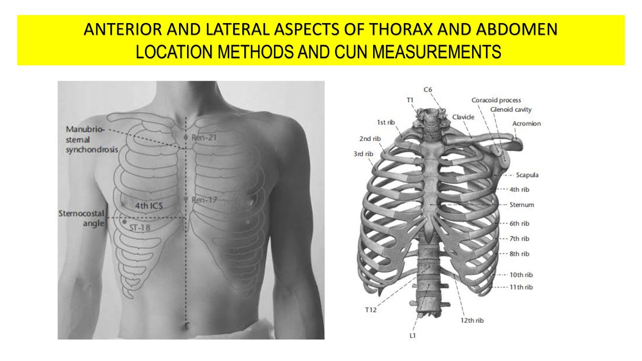 THORAX AND ABDOMEN LOCATION METHODS AND CUN MEASUREMENTS - YouTube