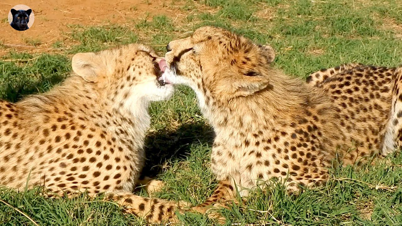 Cheetahs grooming - YouTube