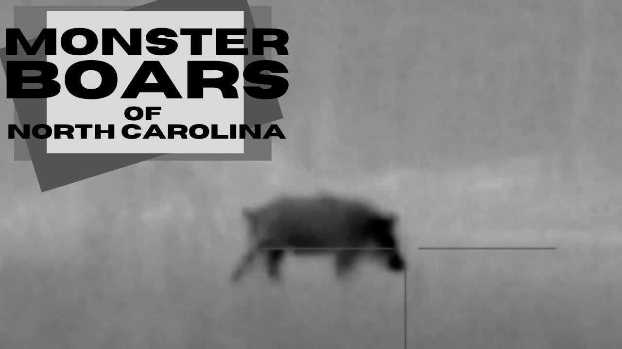 Monster Boars of North Carolina Ep3 S6 - YouTube
