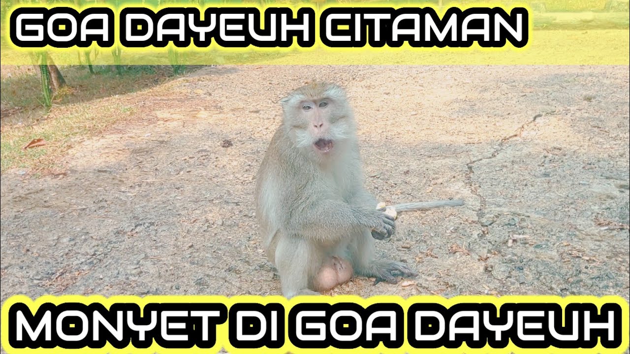MOYET DI GOA DAYEUH - YouTube