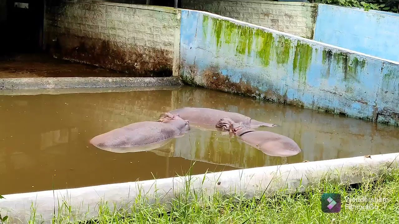 Hippitomus bathing|| Neer yanai - YouTube