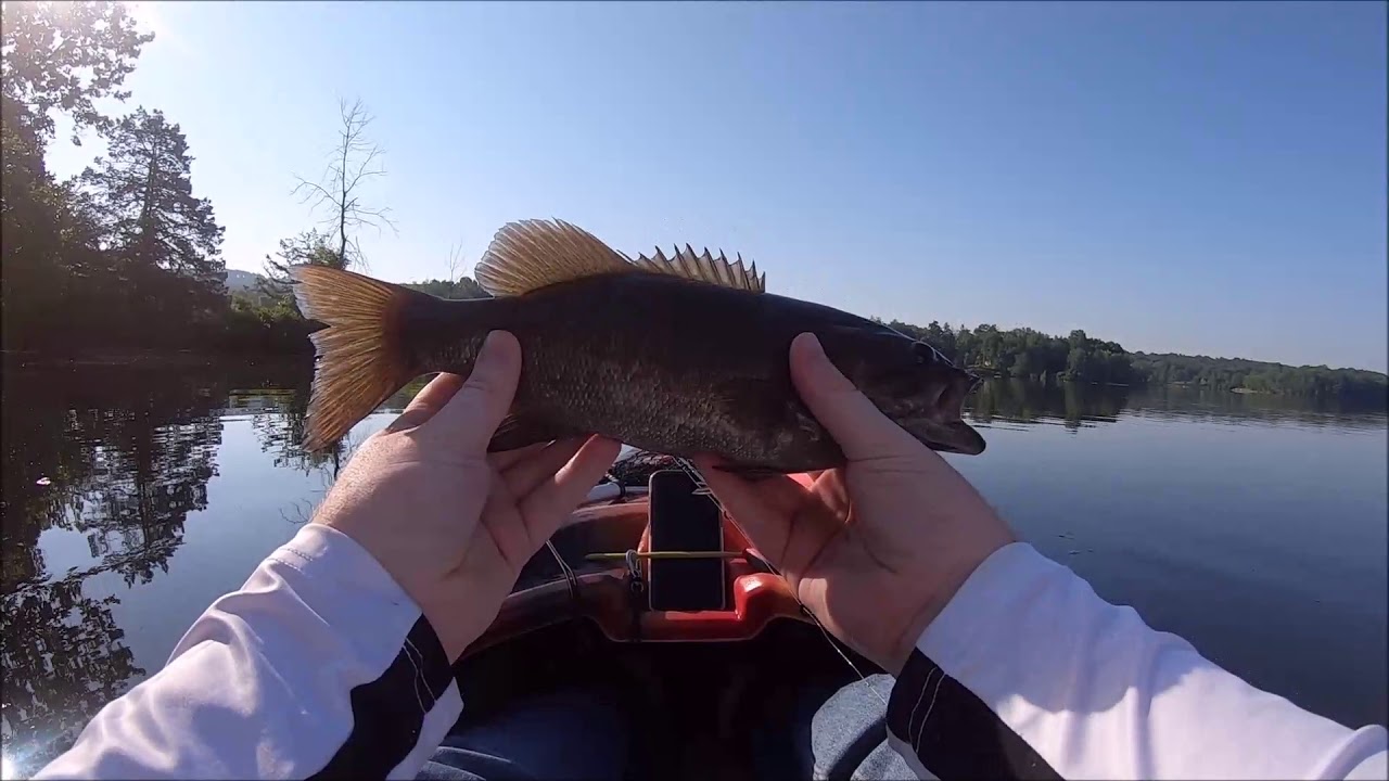 Crankbait - Drop Shot - and Ned Rig - All Produced Bass! - YouTube