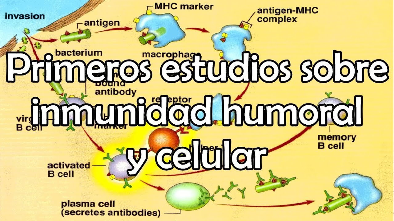 Primeros estudios sobre inmunidad humoral y celular - YouTube