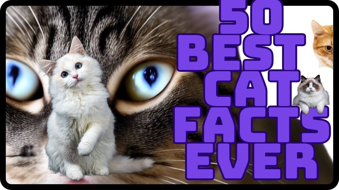 Discover 50 Unusual Cat Facts: Fascinating Insights into Feline ...