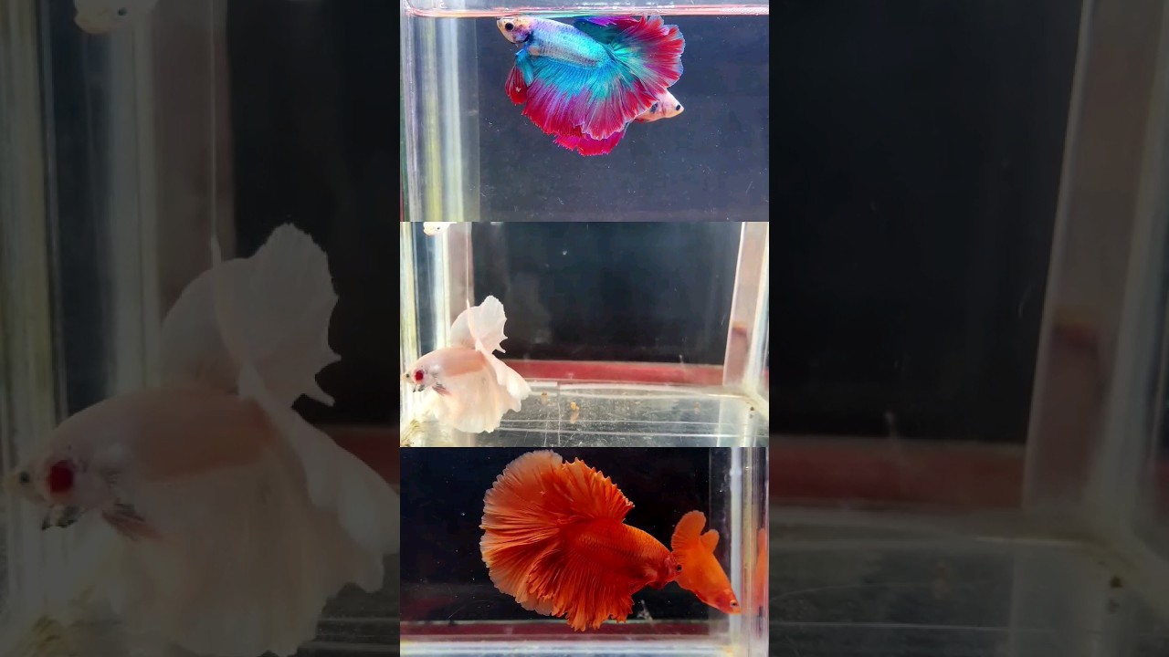 beautiful fighter fish betta pairs at #hyderabad #allinteresting #music ...