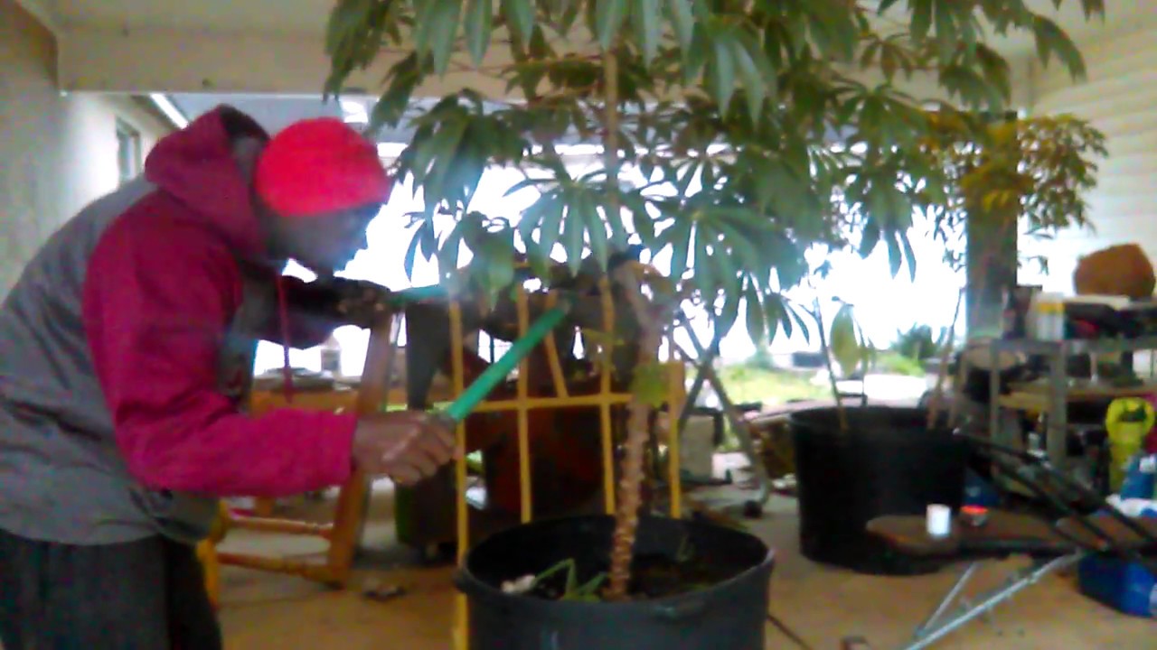 Harvesting Cassava Grown In Containers - YouTube